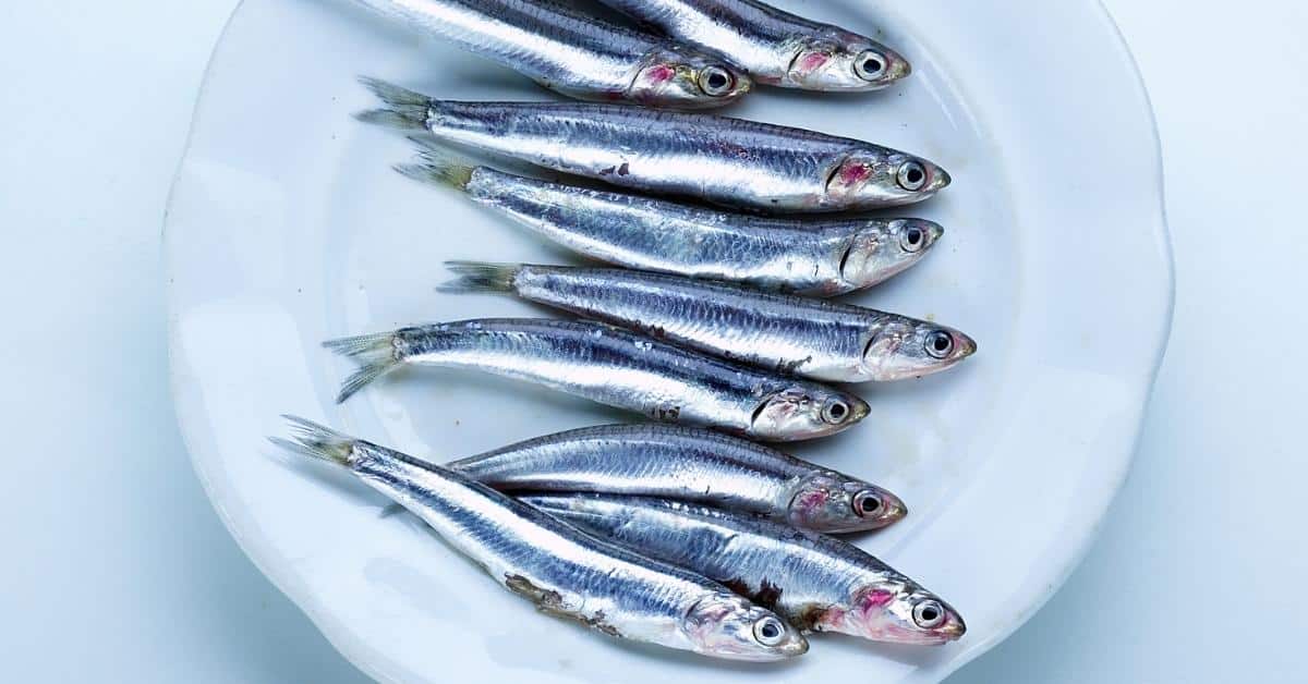 27 Fish With The Most Protein (Complete List) - FeastGood.com