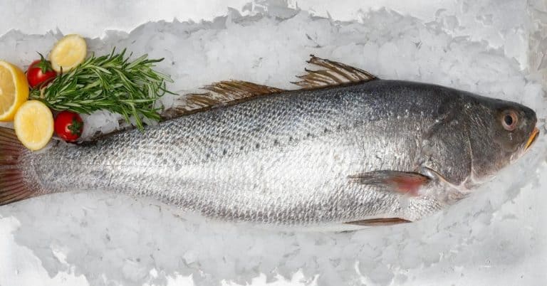 27 Fish With The Most Protein (Complete List) - FeastGood.com