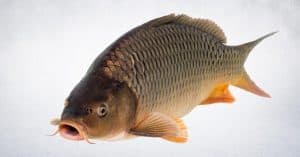 27 Fish With The Most Protein (Complete List) - FeastGood.com