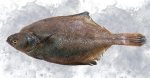 27 Fish With The Most Protein (Complete List) - FeastGood.com