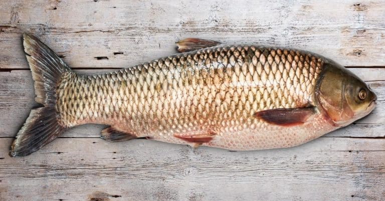27 Fish With The Most Protein (Complete List) - FeastGood.com