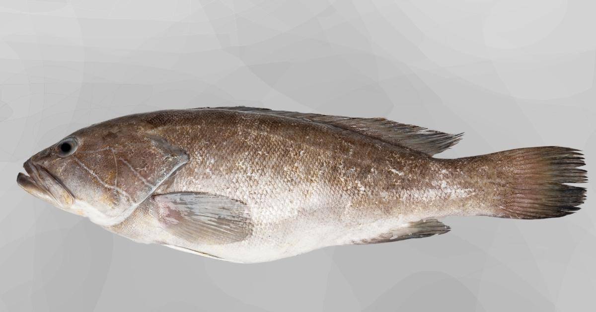 27 Fish With The Most Protein (Complete List) - FeastGood.com