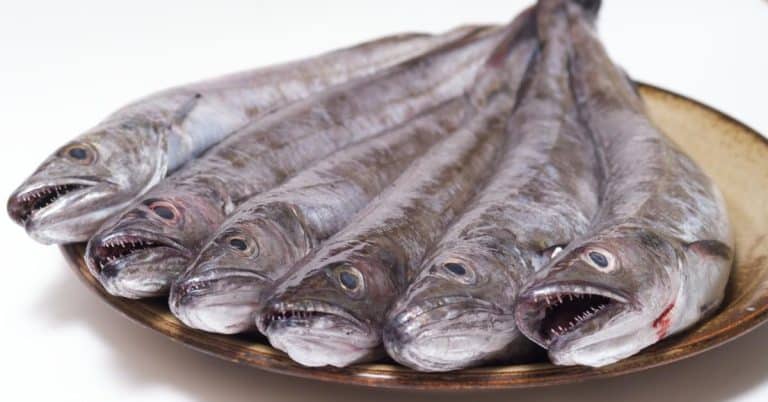 27 Fish With The Most Protein (Complete List) - FeastGood.com