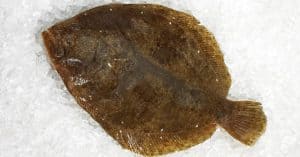 27 Fish With The Most Protein (Complete List) - FeastGood.com