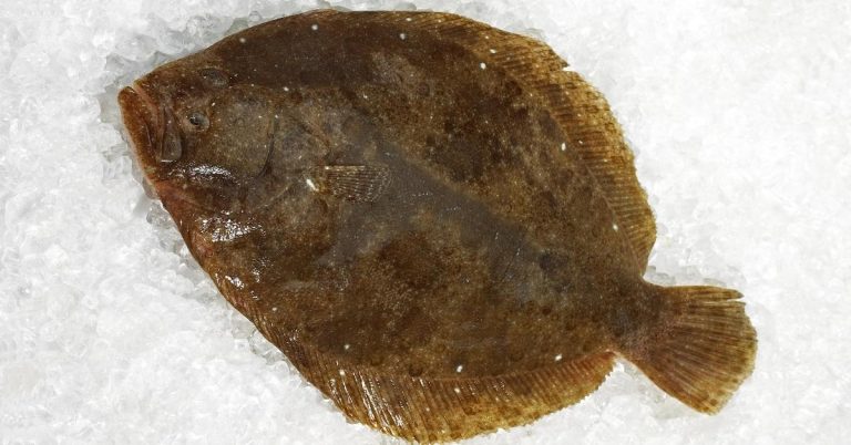 27 Fish With The Most Protein (Complete List) - FeastGood.com