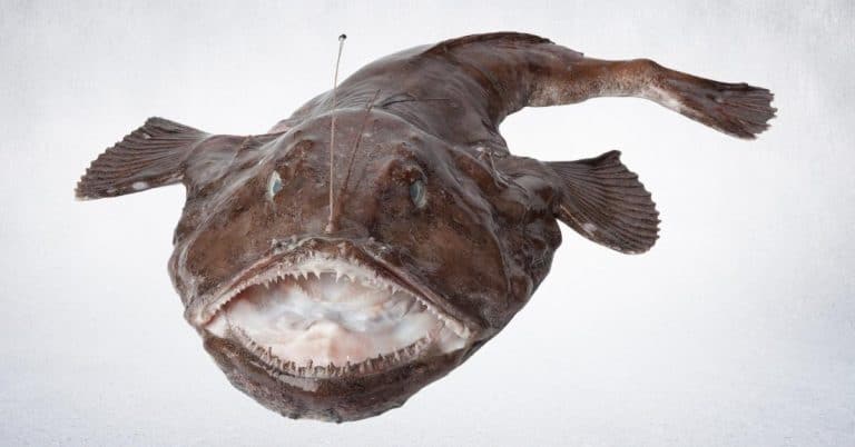 27 Fish With The Most Protein (Complete List) - FeastGood.com