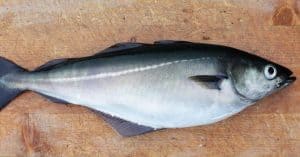 27 Fish With The Most Protein (Complete List) - FeastGood.com