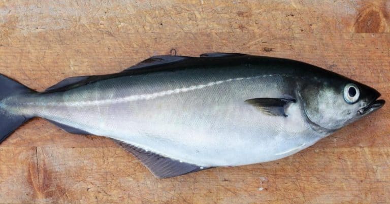 27 Fish With The Most Protein (Complete List) - FeastGood.com