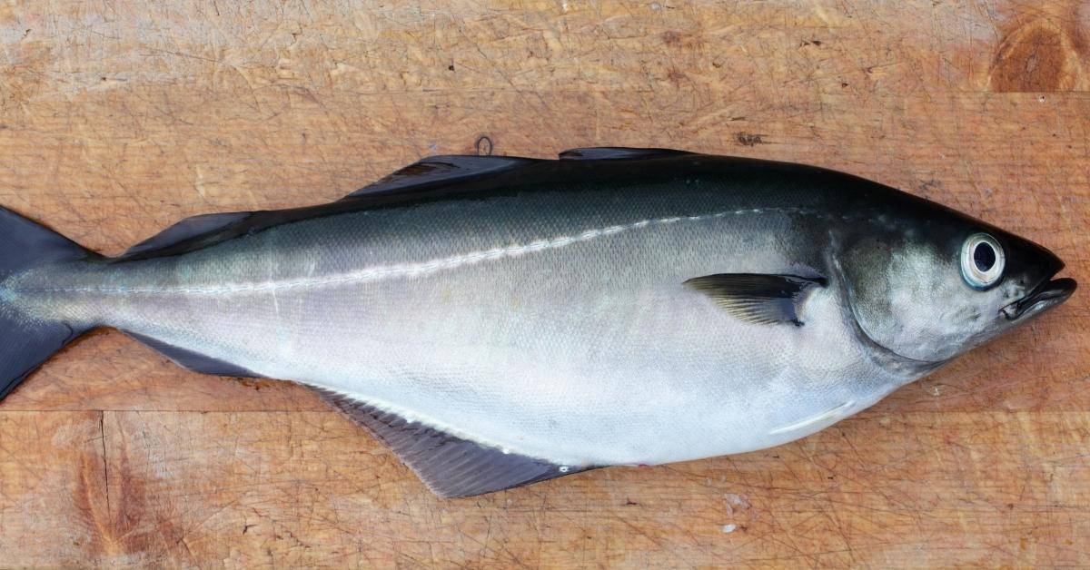 27 Fish With The Most Protein (Complete List) - FeastGood.com