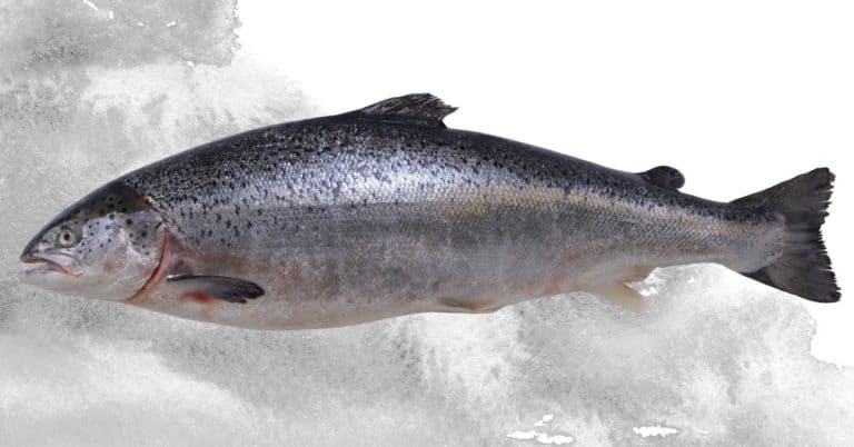 27 Fish With The Most Protein (Complete List) - FeastGood.com