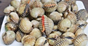 27 Fish With The Most Protein (Complete List) - FeastGood.com