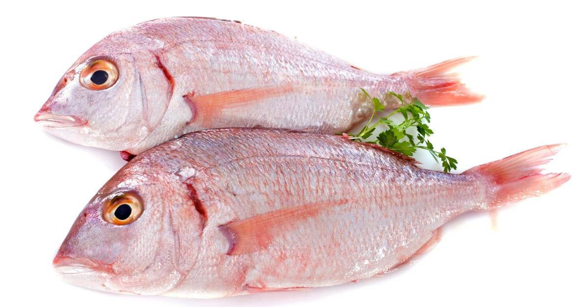 27 Fish With The Most Protein (Complete List) - FeastGood.com