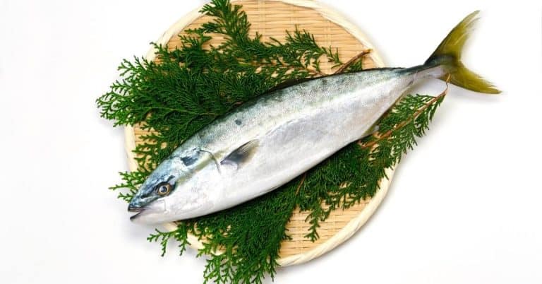27 Fish With The Most Protein (Complete List) - FeastGood.com