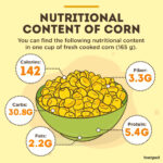 Is Corn The ULTIMATE BULKING Food? A Dietitian Answers - FeastGood.com